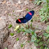 Cross Island Track and The Needle, Rarotonga, Cook Islands - 222 ...