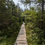Grout Pond Trail, Vermont - 296 Reviews, Map | AllTrails