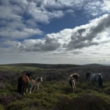 Long Mynd Circular, Shropshire, England - 1,251 Reviews, Map | AllTrails