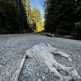 Rockefeller Loop Trail, California - 669 Reviews, Map | AllTrails