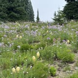 Silver Forest Trail, Washington - 566 Reviews, Map | AllTrails