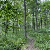 Appalachian Approach Trail to Springer Mountain, Georgia - 1,163 ...