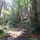 Pinnacle Overlook Trail, Kentucky - 180 Reviews, Map | AllTrails