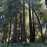 Tall Trees Grove Loop Trail, California - 2,535 Reviews, Map | AllTrails