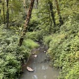 Tryon Creek Triple Bridge Loop, Oregon - 1,757 Reviews, Map | AllTrails