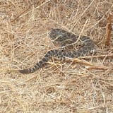 Lopez Canyon Trail To Goat Trail Loop, California - 310 Reviews, Map ...
