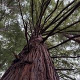 Tres Sendas Trail, California - 274 Reviews, Map | AllTrails