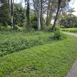 Bulimba Creek Loop, Queensland, Australia - 156 Reviews, Map | AllTrails