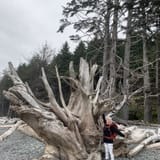 Rialto Beach Trail, Washington - 349 Reviews, Map | AllTrails
