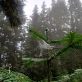 Johnson Ridge Trail, Washington - 291 Reviews, Map | AllTrails