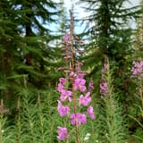 Johnson Ridge Trail, Washington - 281 Reviews, Map | AllTrails
