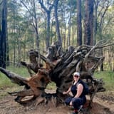 Stringybark Circuit, Queensland, Australia - 199 Reviews, Map | AllTrails