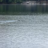 Lake Blue Ridge Loop , Georgia - 900 Reviews, Map | AllTrails