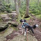 U.N.H. Trail, New Hampshire - 2,423 Reviews, Map | AllTrails