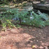 Nine Penny Branch Loop, Indiana - 632 Reviews, Map | AllTrails