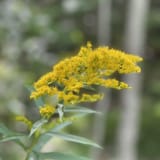 Gros Cap Loop, Michigan - 109 Reviews, Map | AllTrails
