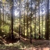 Washington Park Loop, Oregon - 1,970 Reviews, Map | AllTrails