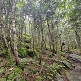 Mount Cabot Loop, New Hampshire - 938 Reviews, Map | AllTrails
