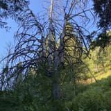 Box Elder Creek Trail, Utah - 334 Reviews, Map | AllTrails