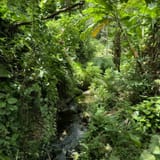 Makiki Valley Loop, Oahu, Hawaii - 5,844 Reviews, Map | AllTrails