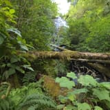 Wilson River Trail, Oregon - 822 Reviews, Map | AllTrails