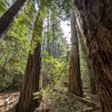 Proxy Falls Loop, Oregon - 1,344 Reviews, Map | AllTrails