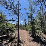 Chamisa Trail, New Mexico - 1,503 Reviews, Map | AllTrails