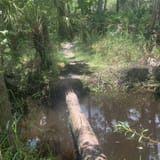 Econlockhatchee River Trail, Florida - 449 Reviews, Map | AllTrails