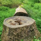 Hashawha Loop Trail, Maryland - 1,148 Reviews, Map | AllTrails