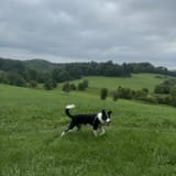 Okehocking Preserve Loop, Pennsylvania - 1,207 Reviews, Map | AllTrails