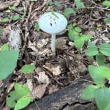 Okehocking Preserve Loop, Pennsylvania - 1,221 Reviews, Map | AllTrails