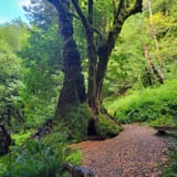 Myrtle Tree Trail, Oregon - 52 Reviews, Map | AllTrails
