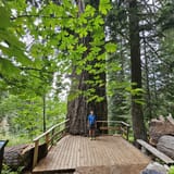 Big Tree Loop, Oregon - 73 Reviews, Map | AllTrails