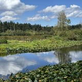 Mercer Slough Nature Park, Washington - 1,047 Reviews, Map | AllTrails