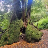 Myrtle Tree Trail, Oregon - 57 Reviews, Map | AllTrails