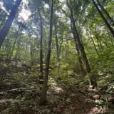 Chestnut Ridge Heritage Preserve Trail, South Carolina - 1,616 Reviews ...