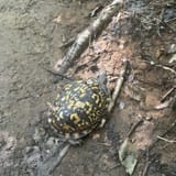 Bacon Ridge Trail: Phase 3, Maryland - 2,715 Reviews, Map | AllTrails