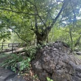 Proctor Road Nature Trail, Arizona - 326 Reviews, Map | AllTrails