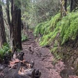 Makiki Valley Loop, Oahu, Hawaii - 5,893 Reviews, Map | AllTrails