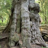Rockaway Big Tree Boardwalk, Oregon - 459 Reviews, Map | AllTrails