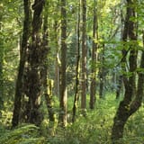 Puyallup Loop Trail, Washington - 1,414 Reviews, Map | AllTrails