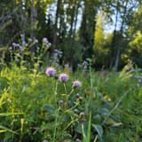 Puyallup Loop Trail, Washington - 1,343 Reviews, Map | AllTrails