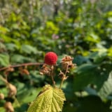Boundary Bay from Waterton via Great Divide Trail, Alberta, Canada ...