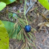 Boundary Bay from Waterton via Great Divide Trail, Alberta, Canada ...