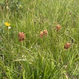 Gunsight Ridge Trail, Oregon - 13 Reviews, Map | AllTrails