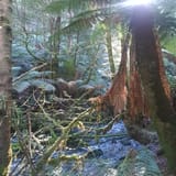 Junee Cave Track, Tasmania, Australia - 95 Reviews, Map | AllTrails