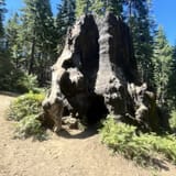 Chicago Stump Trail, California - 93 Reviews, Map | AllTrails