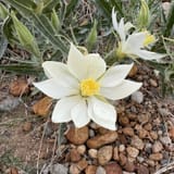 Buffalo Bill Dam via Hayden Arch Bridge, Wyoming - 262 Reviews, Map ...