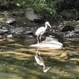 Gring's Mill Trail, Pennsylvania - 1,048 Reviews, Map | AllTrails