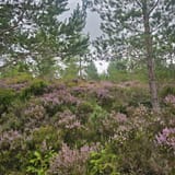 Loch Morlich, Highlands, Scotland - 476 Reviews, Map | AllTrails